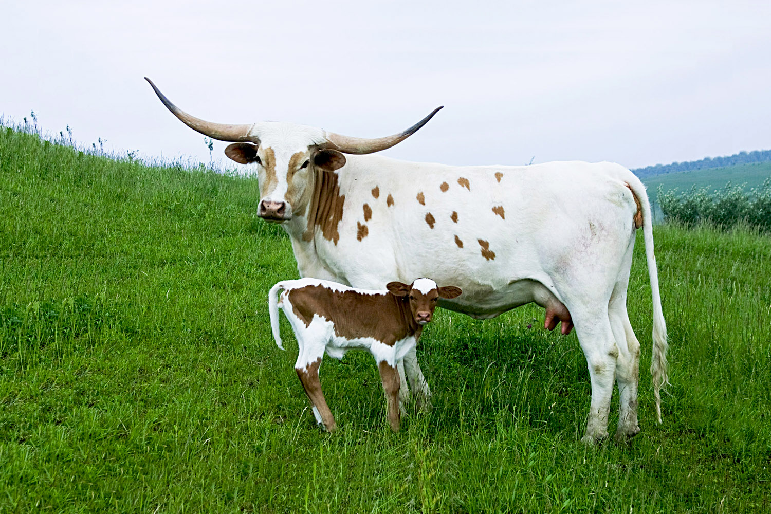 Animal Health & Veterinary Products Manufacturer in India: Intracin